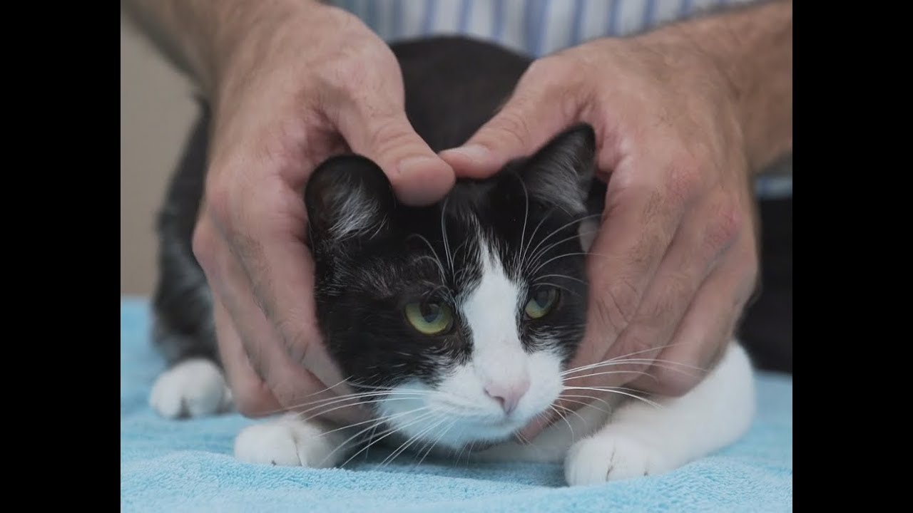 The veterinarian is doing gastroscope inspection for a cat with Ysenmed ...